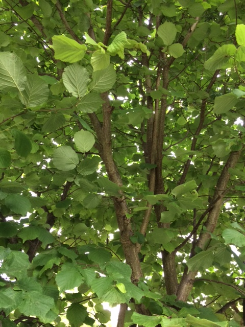 Hazelnuts | Professor Hedgehog's Journal