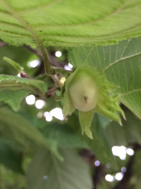 Hazelnuts | Professor Hedgehog's Journal