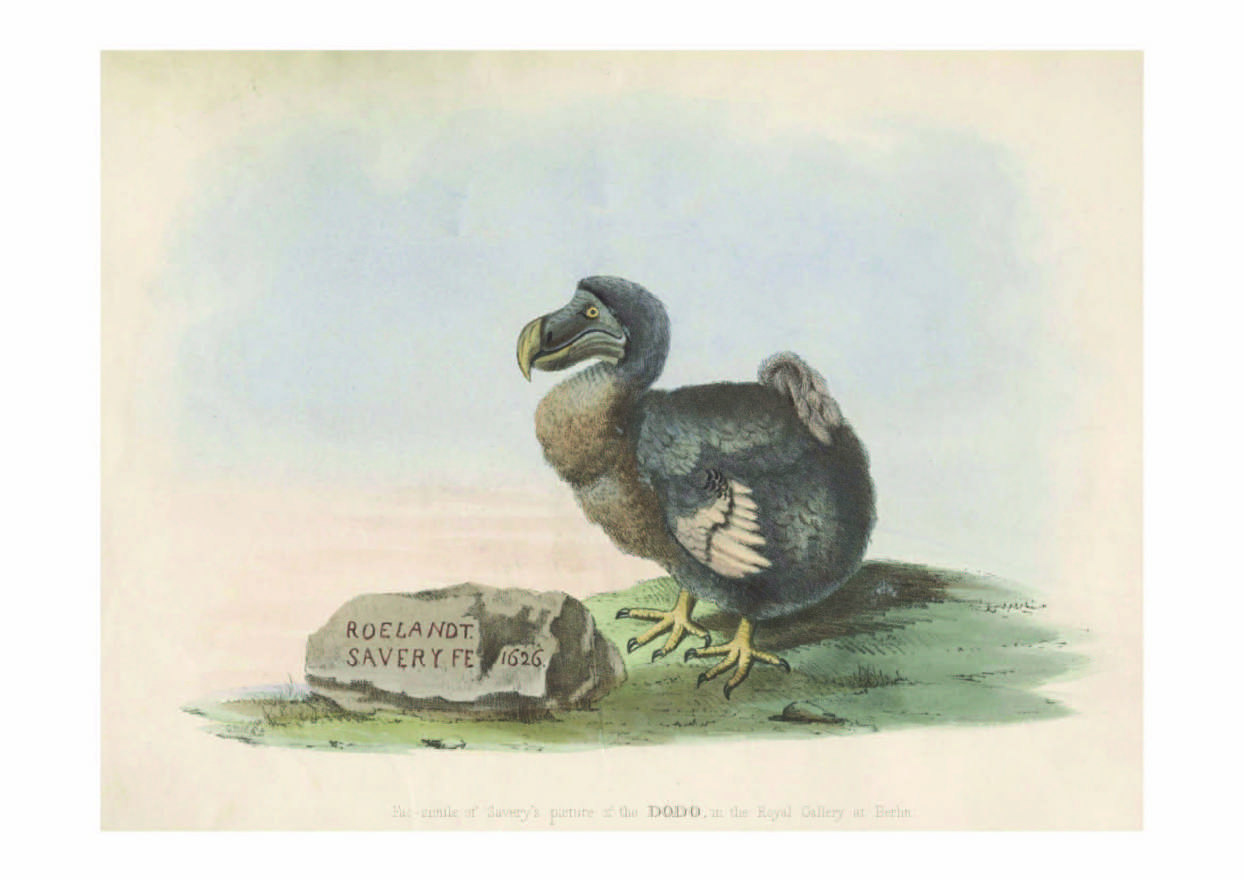 The Dotterel | Professor Hedgehog's Journal