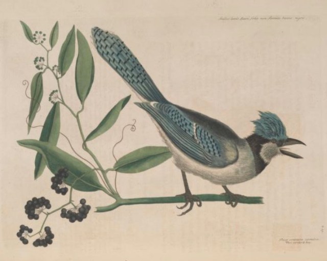 Plant of the Month: July 2018 | Professor Hedgehog's Journal