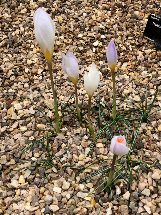Plant of the Month, October 2018 | Professor Hedgehog's Journal