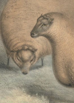 Jonas Webb, the Southdown Man | Professor Hedgehog's Journal